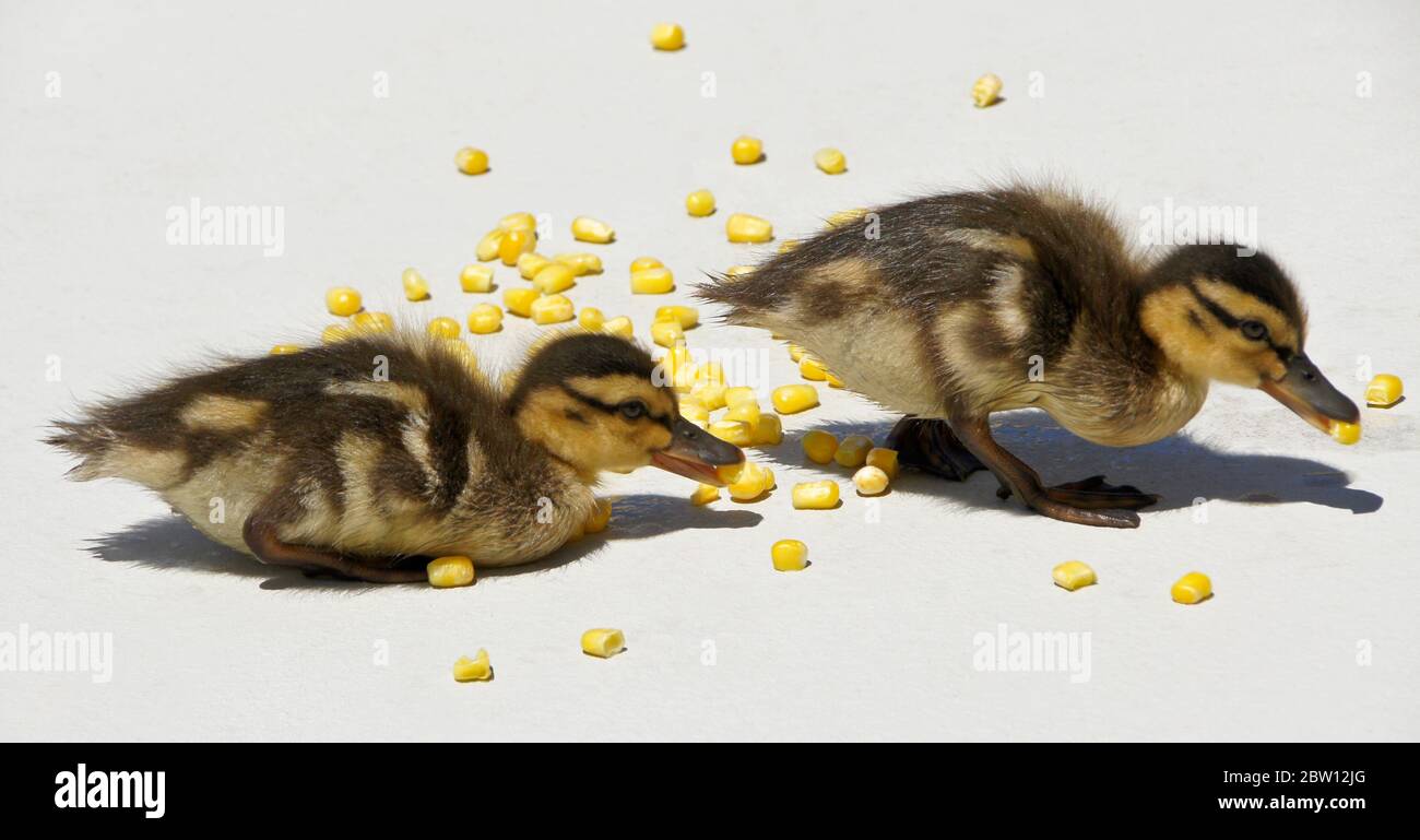 Mallard ducklings eating corn on patio in backyard of Southern ...