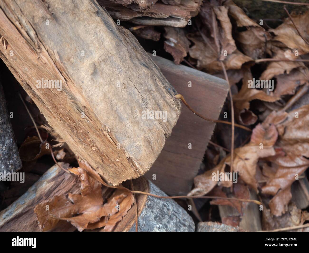 chopped up wood on the ground Stock Photo - Alamy