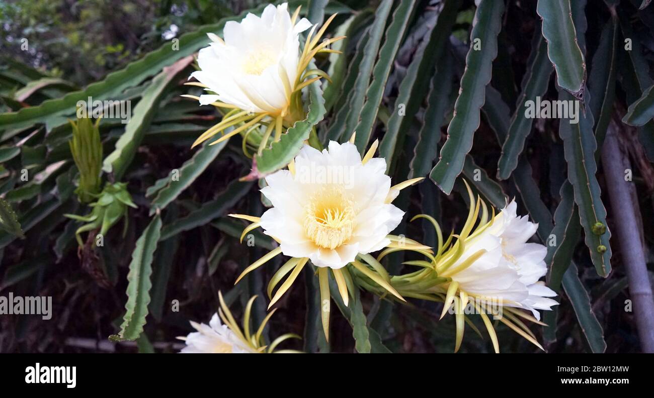 Dragon Fruit Flower Bouquet