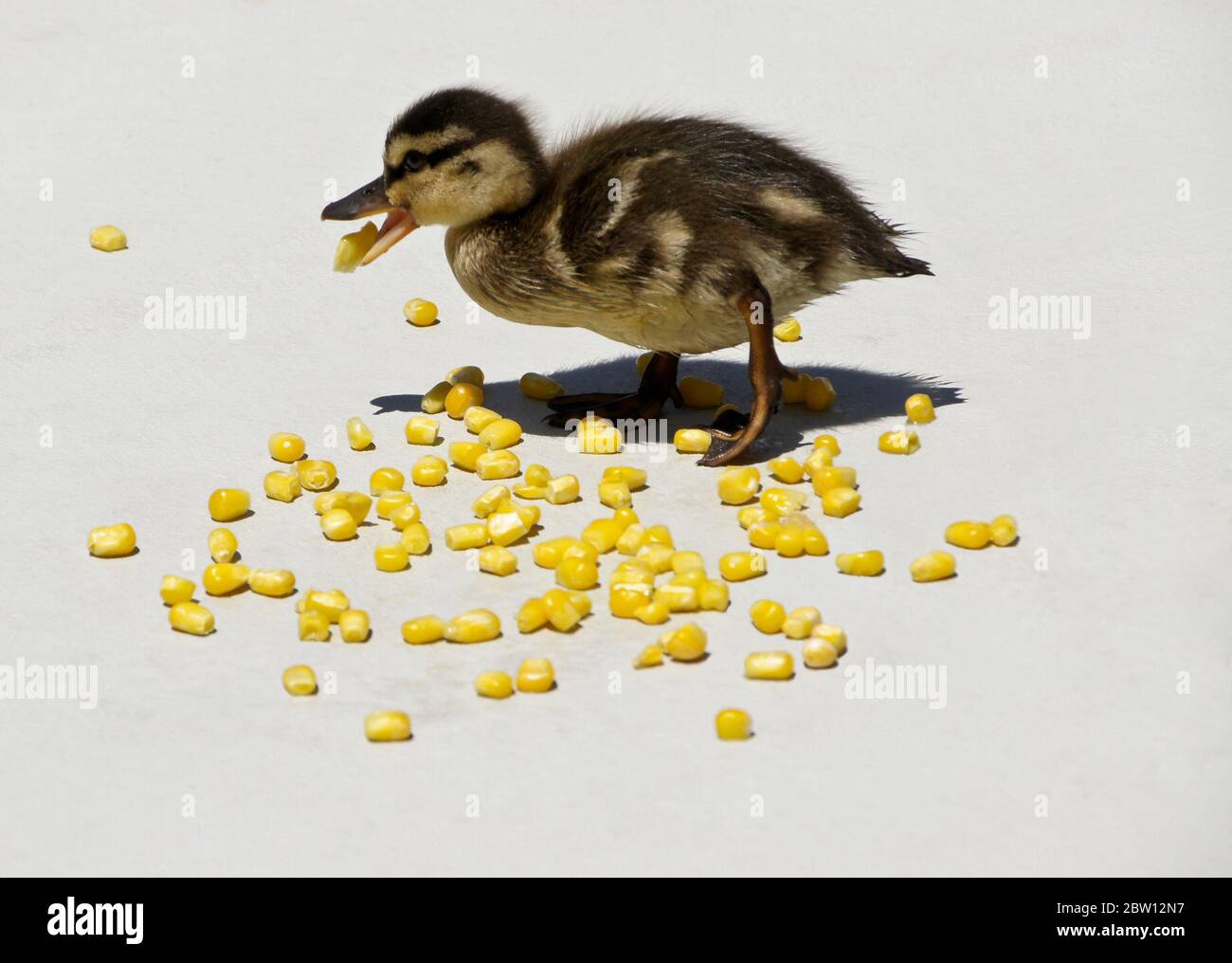 Mallard duckling eating corn on patio in backyard of Southern ...