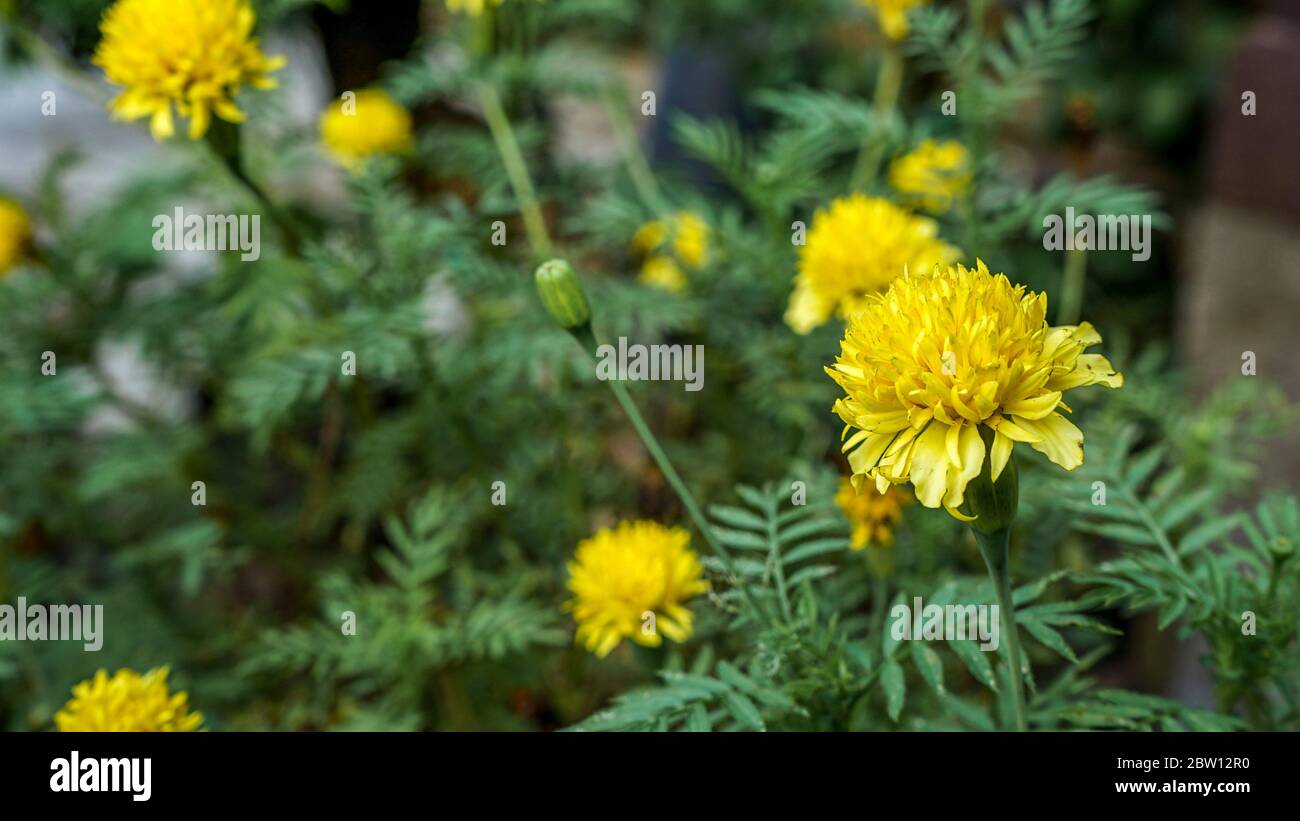 Yellow tropical flowers hi-res stock photography and images - Alamy