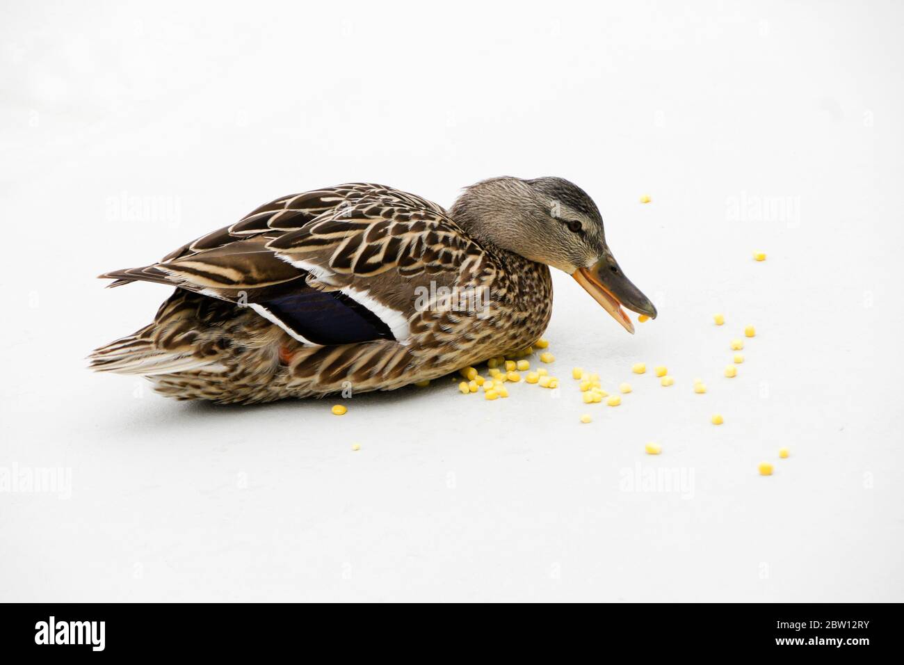 Mallard duck female hen feathers hi-res stock photography and images ...