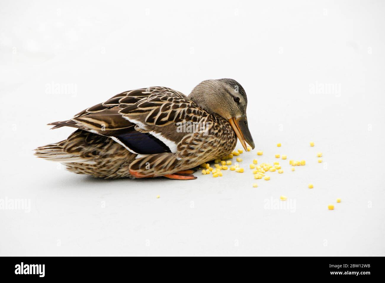Female (hen) mallard duck eating frozen corn on patio in backyard of ...