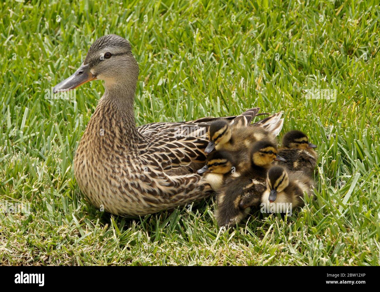 Female (hen) mallard duck and ducklings nestled close together while ...