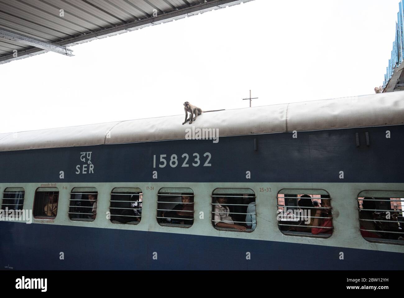 Macaque Monkeys at the train station. India Stock Photo - Alamy