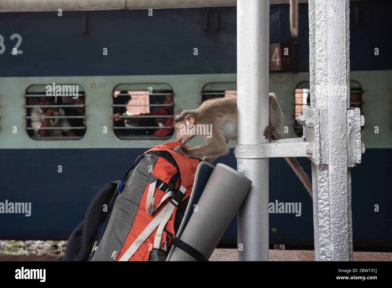 Macaque Monkeys at the train station. India Stock Photo - Alamy