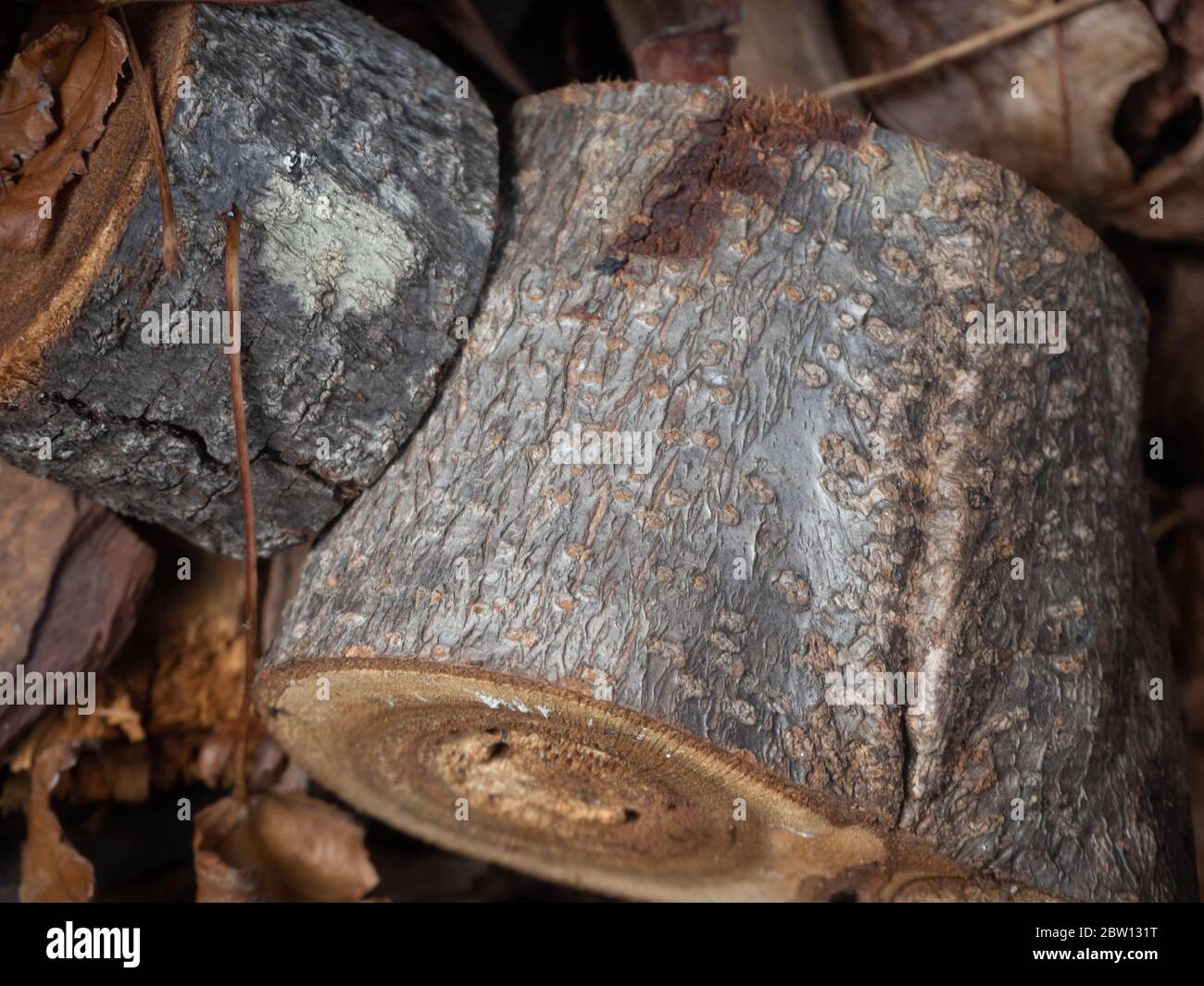 chopped up wood on the ground Stock Photo - Alamy