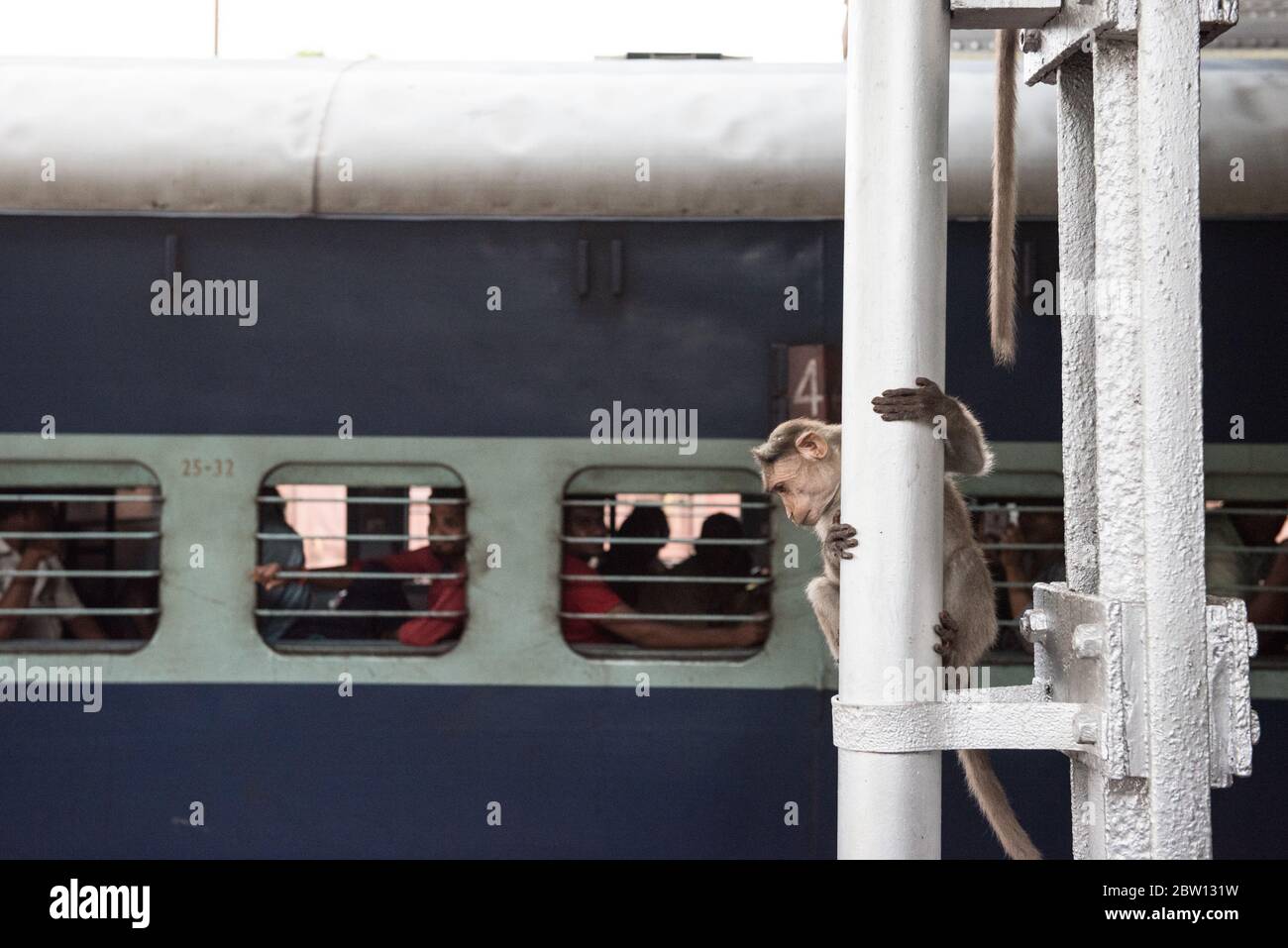 Macaque Monkeys at the train station. India Stock Photo - Alamy