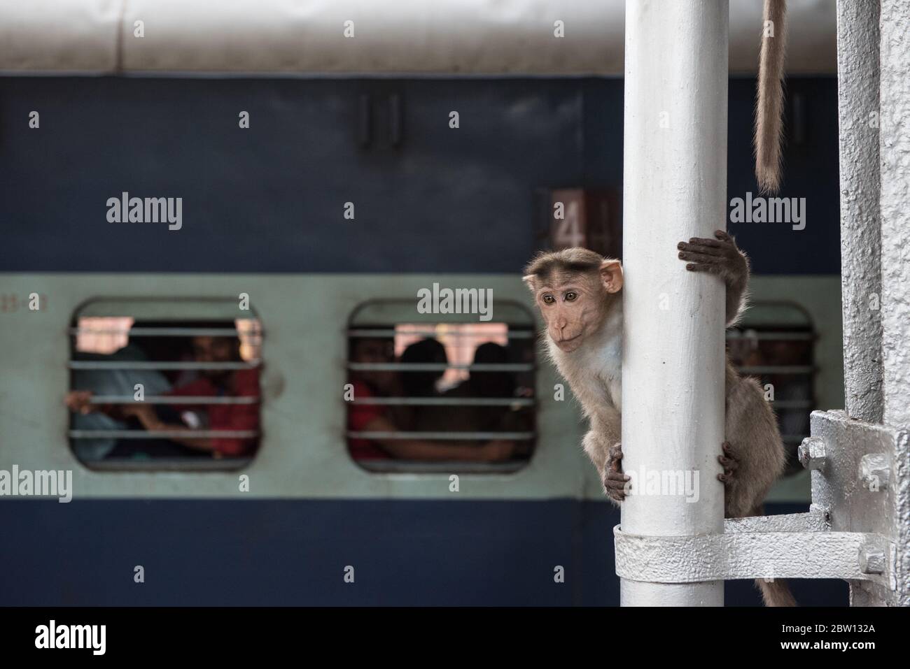 Macaque Monkeys at the train station. India Stock Photo - Alamy