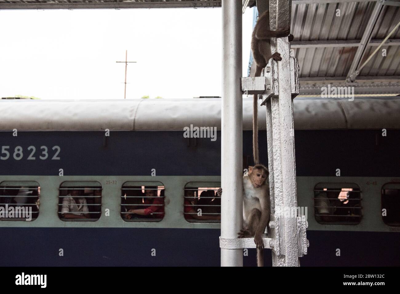 Macaque Monkeys at the train station. India Stock Photo - Alamy