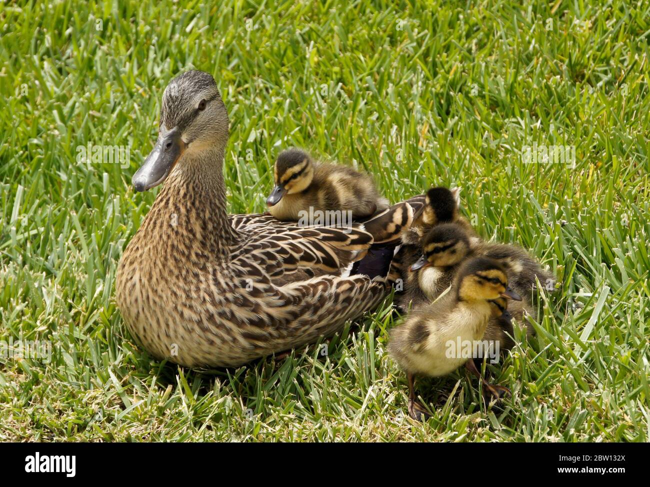 Female (hen) mallard duck and ducklings resting in grass with one ...