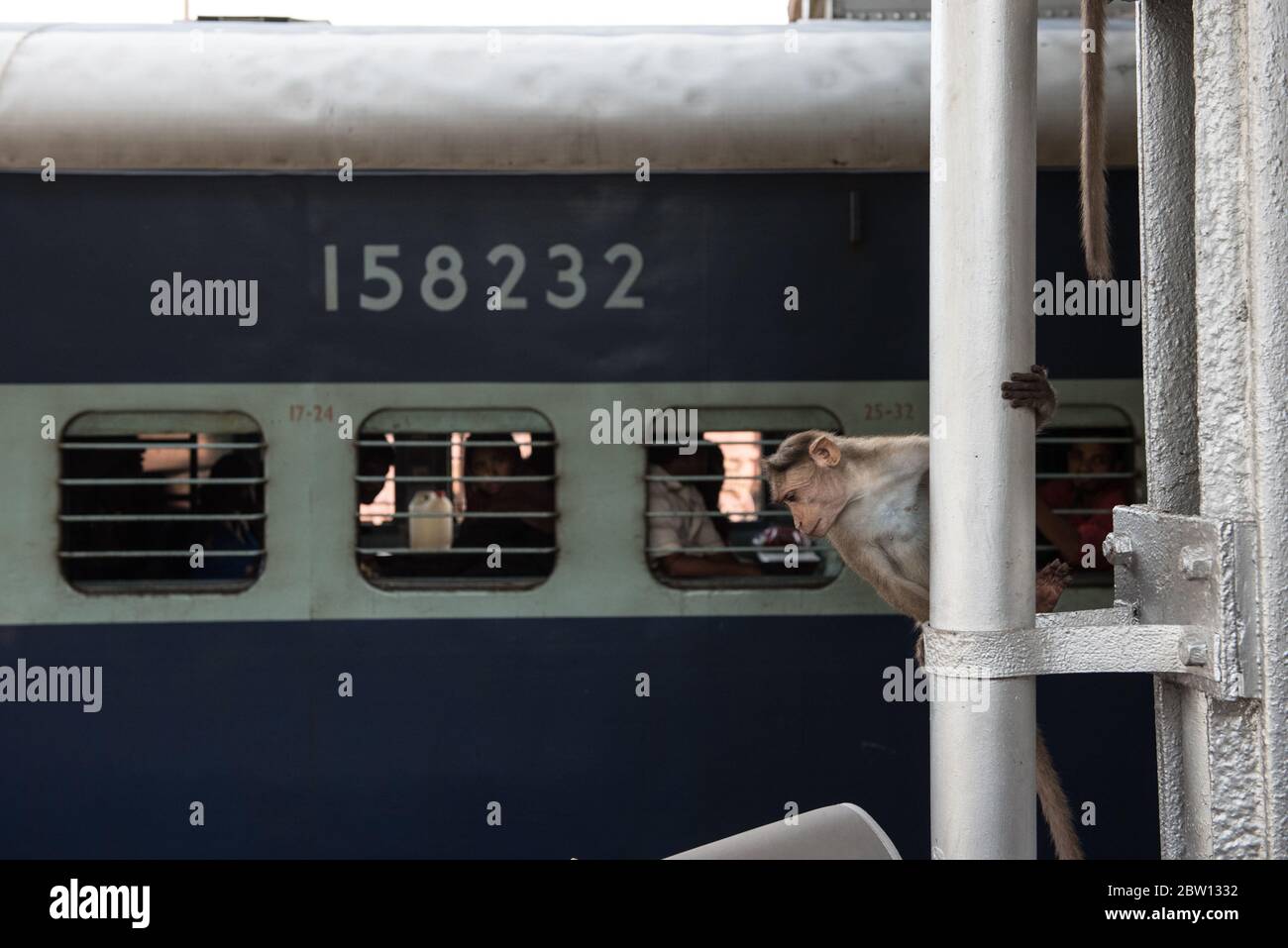 Macaque Monkeys at the train station. India Stock Photo - Alamy