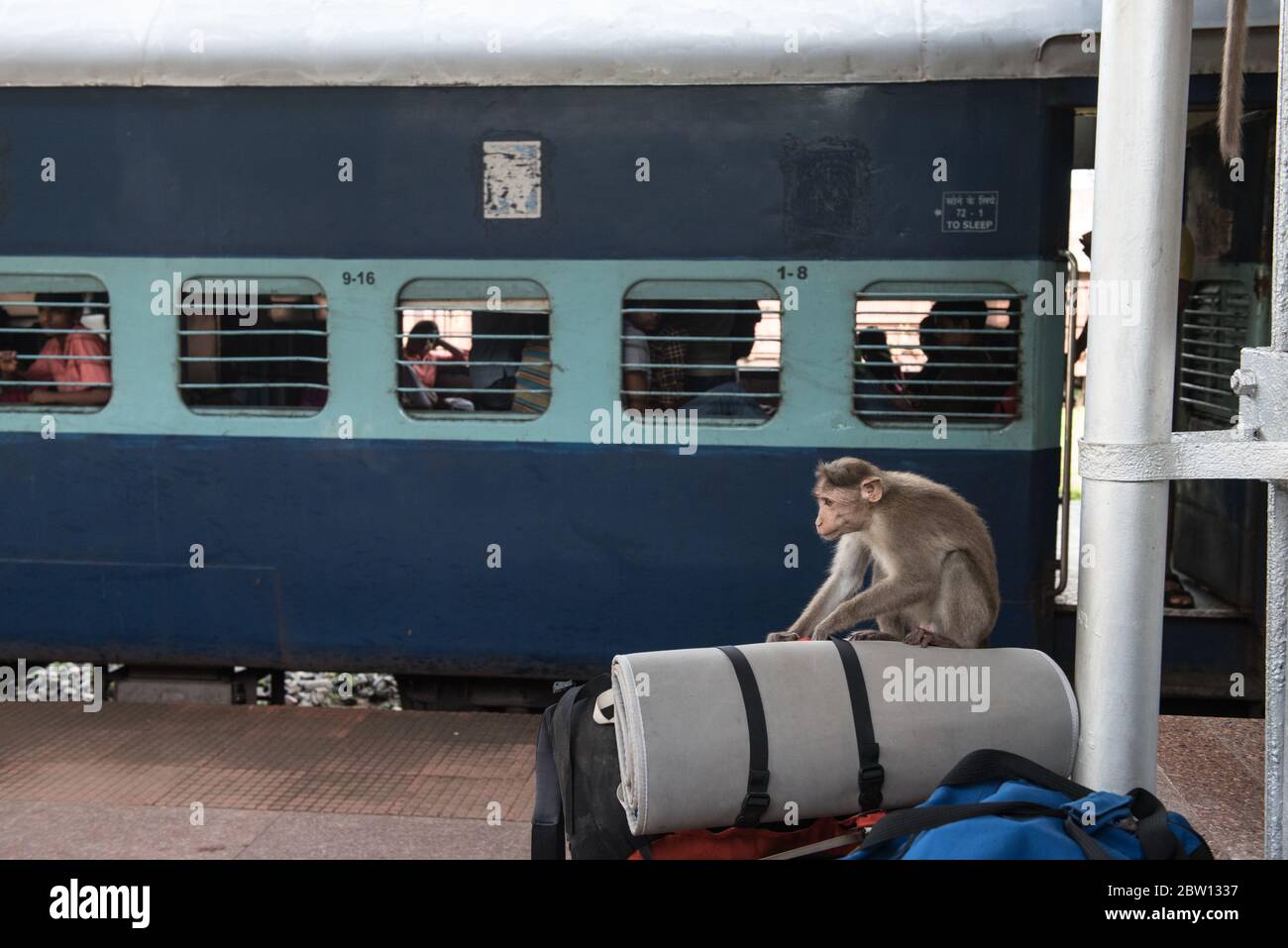 Macaque Monkeys at the train station. India Stock Photo - Alamy