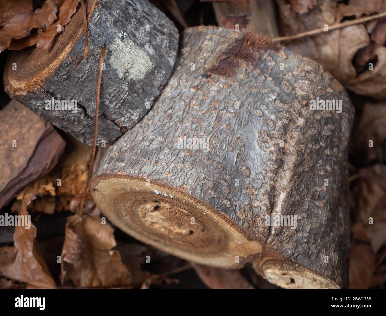 Knock on the log hi-res stock photography and images - Alamy