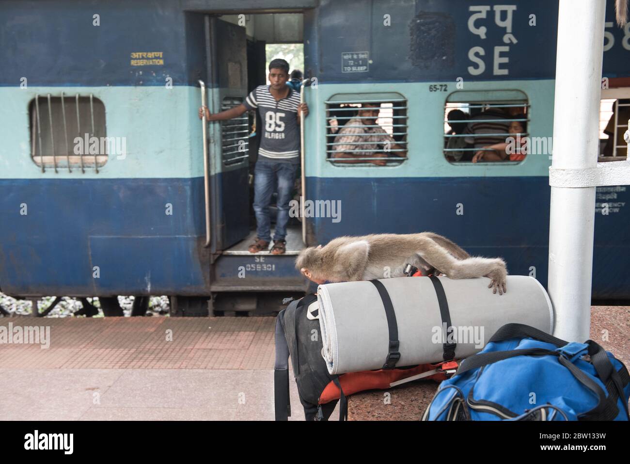 Macaque Monkeys at the train station. India Stock Photo - Alamy