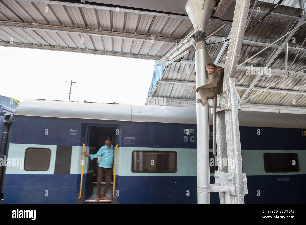 Macaque Monkeys at the train station. India Stock Photo - Alamy