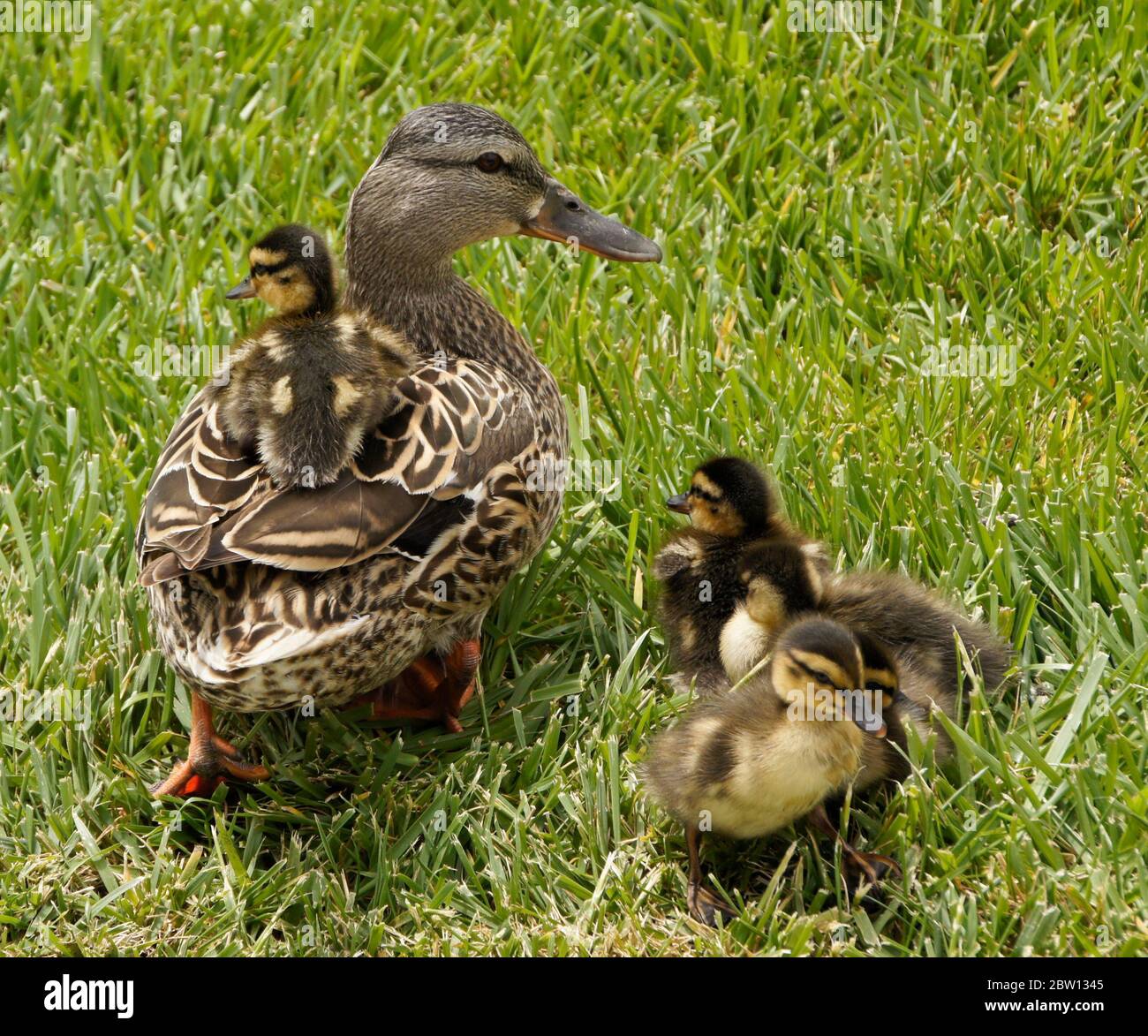 Ducklings walking hi-res stock photography and images - Alamy