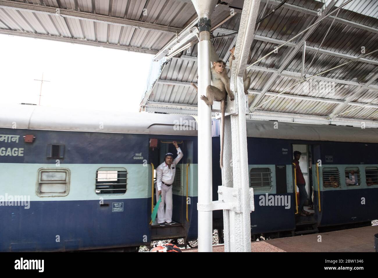 Macaque Monkeys at the train station. India Stock Photo - Alamy