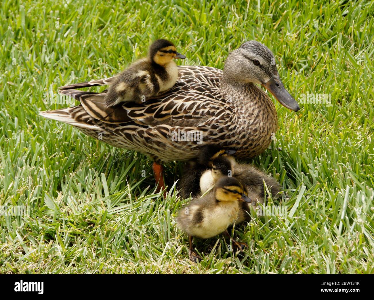 Female (hen) mallard duck and ducklings walking in grass and one riding ...