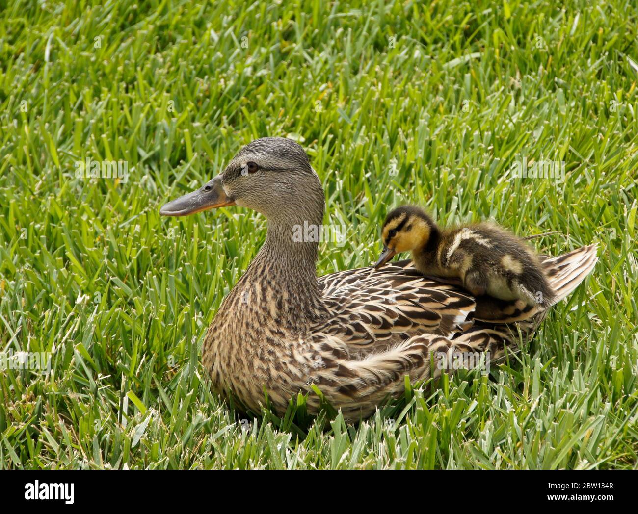 Female (hen) mallard duck resting in grass with duckling sitting on her ...