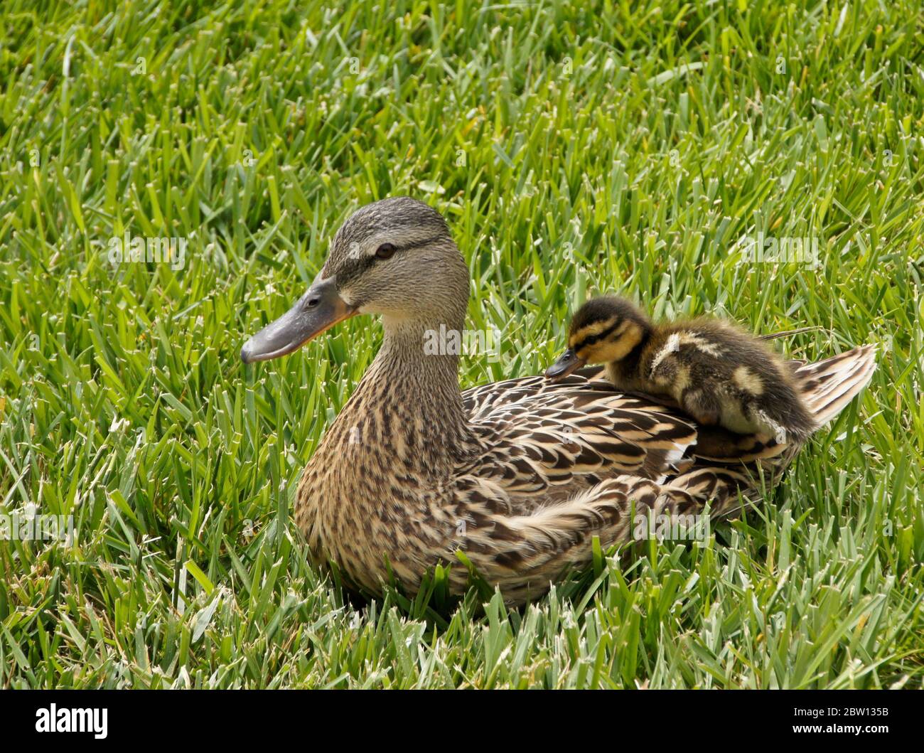 Female (hen) mallard duck resting in grass with duckling sitting on her ...