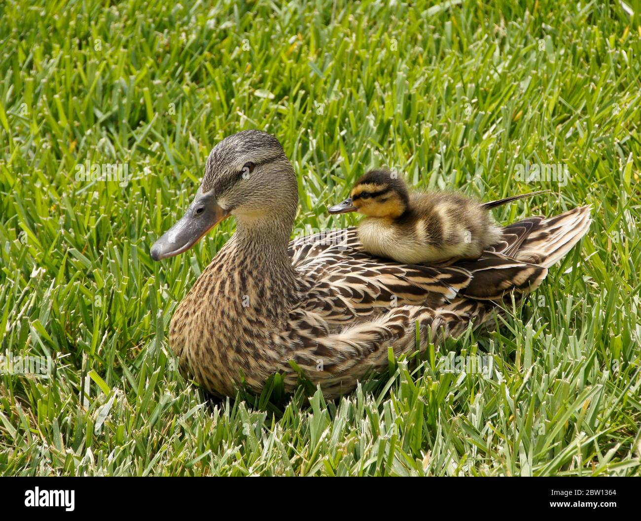 Duckling Back To Mommy