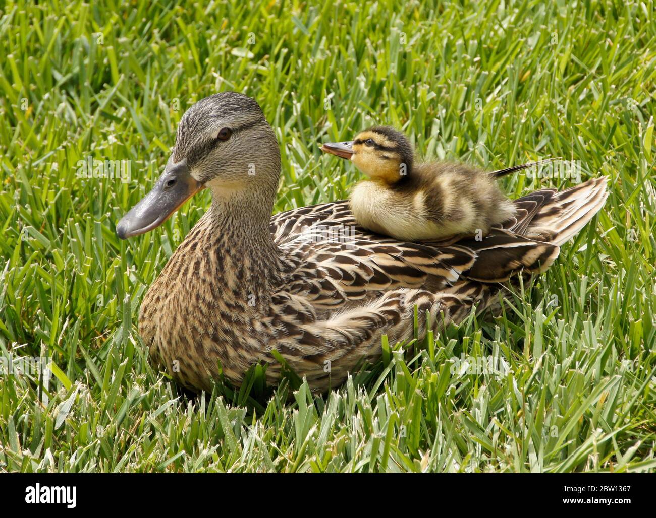 Immature sitting on hi-res stock photography and images - Alamy