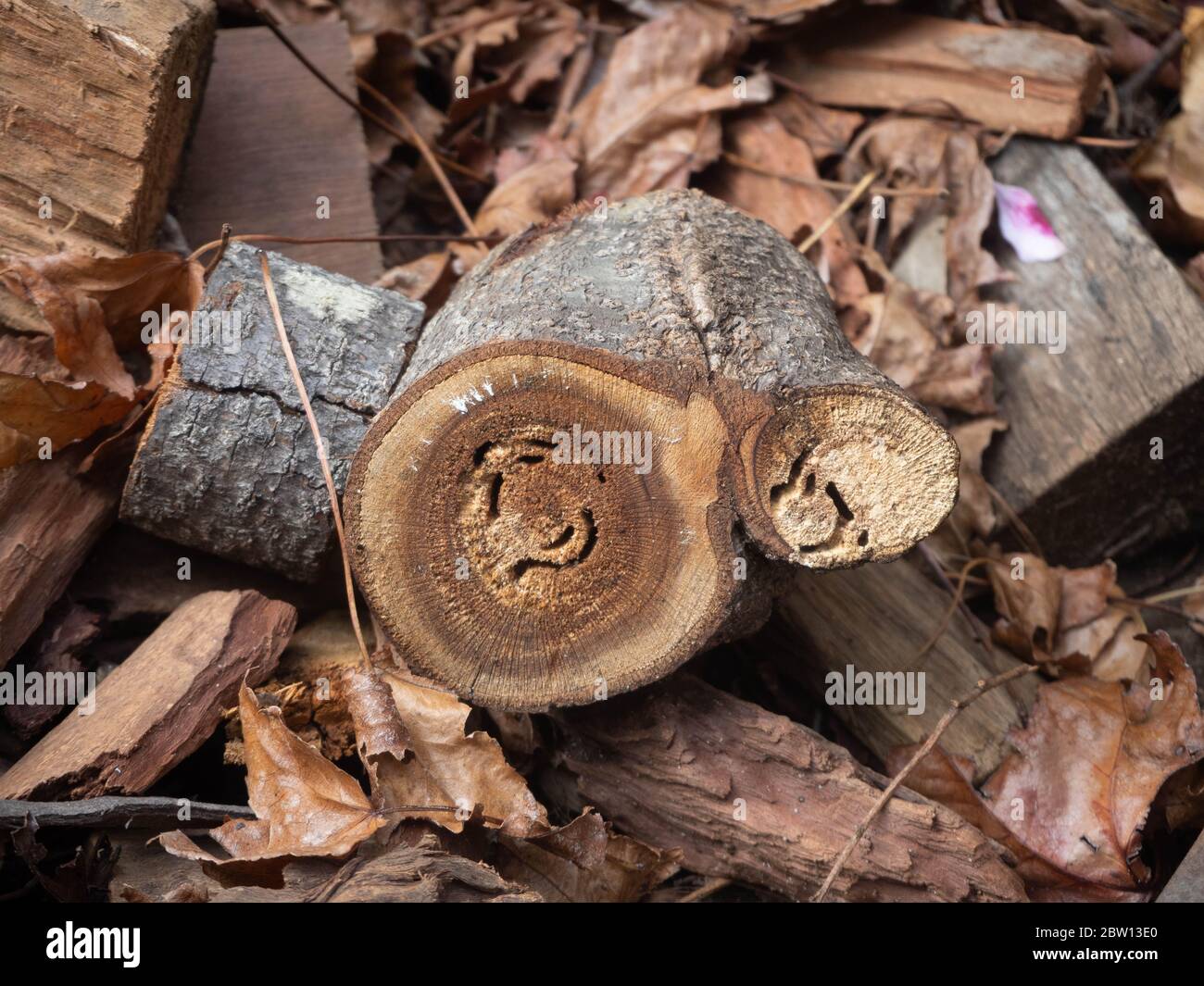 chopped up wood on the ground Stock Photo - Alamy
