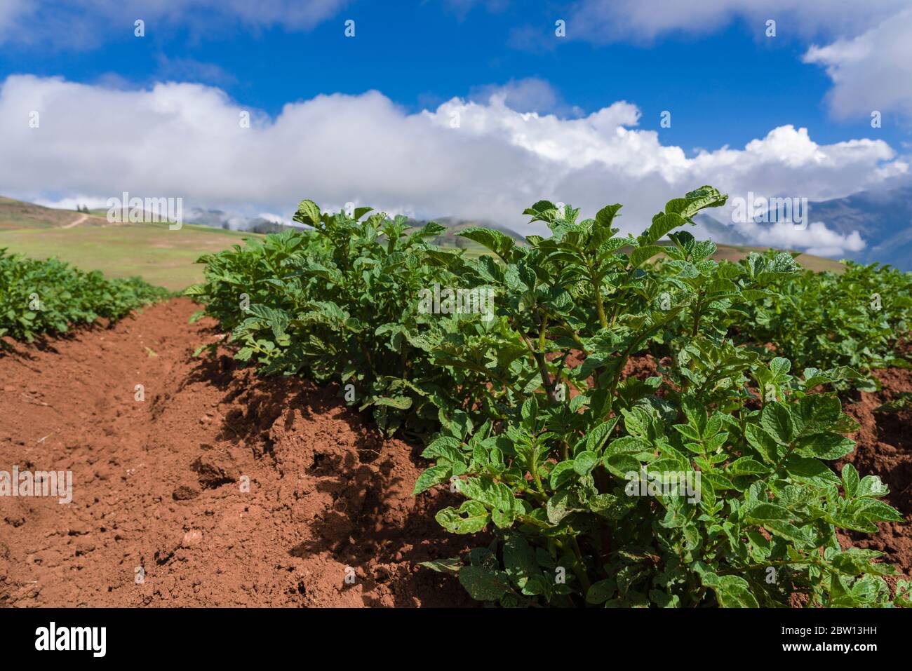 Potatoes peru hi-res stock photography and images - Alamy