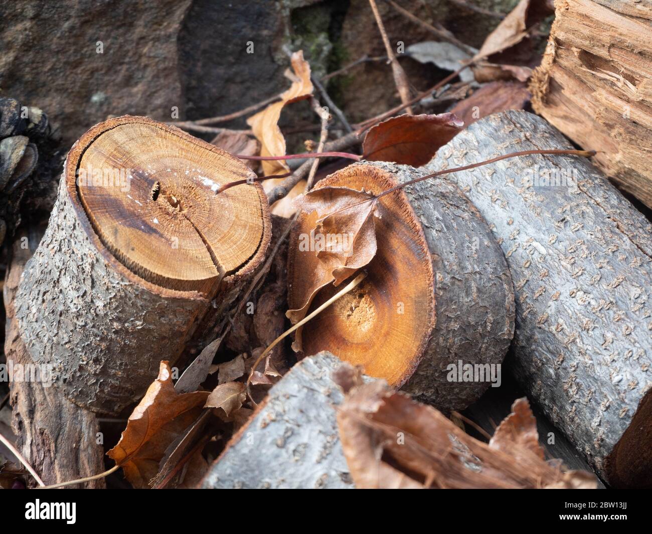 chopped up wood on the ground Stock Photo - Alamy