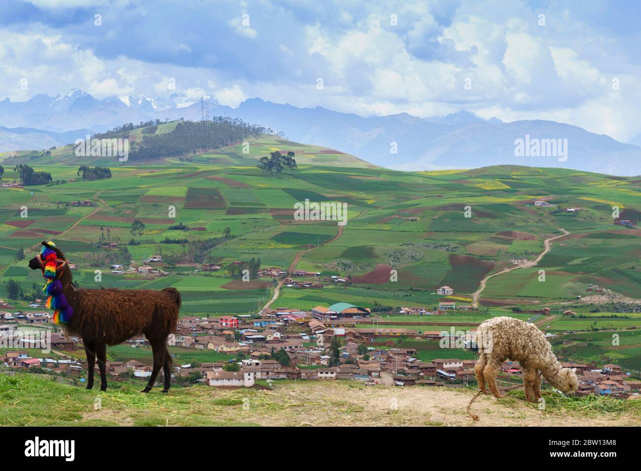 Llama farm peru hi-res stock photography and images - Alamy