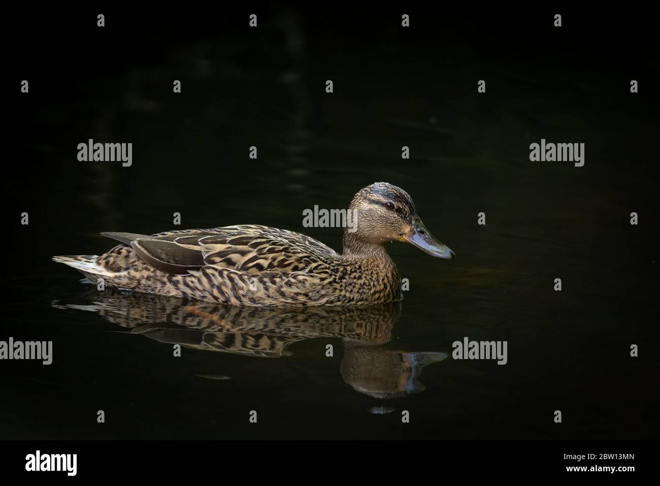 Black mallard duck hi-res stock photography and images - Alamy