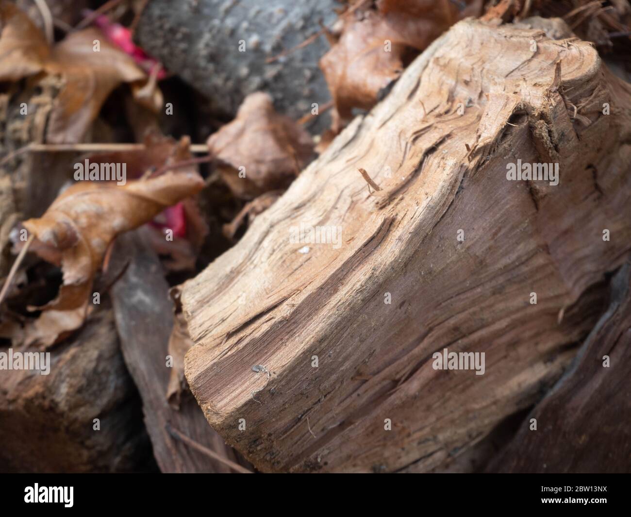 chopped up wood on the ground Stock Photo - Alamy