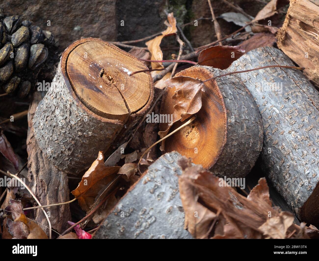 chopped up wood on the ground Stock Photo - Alamy