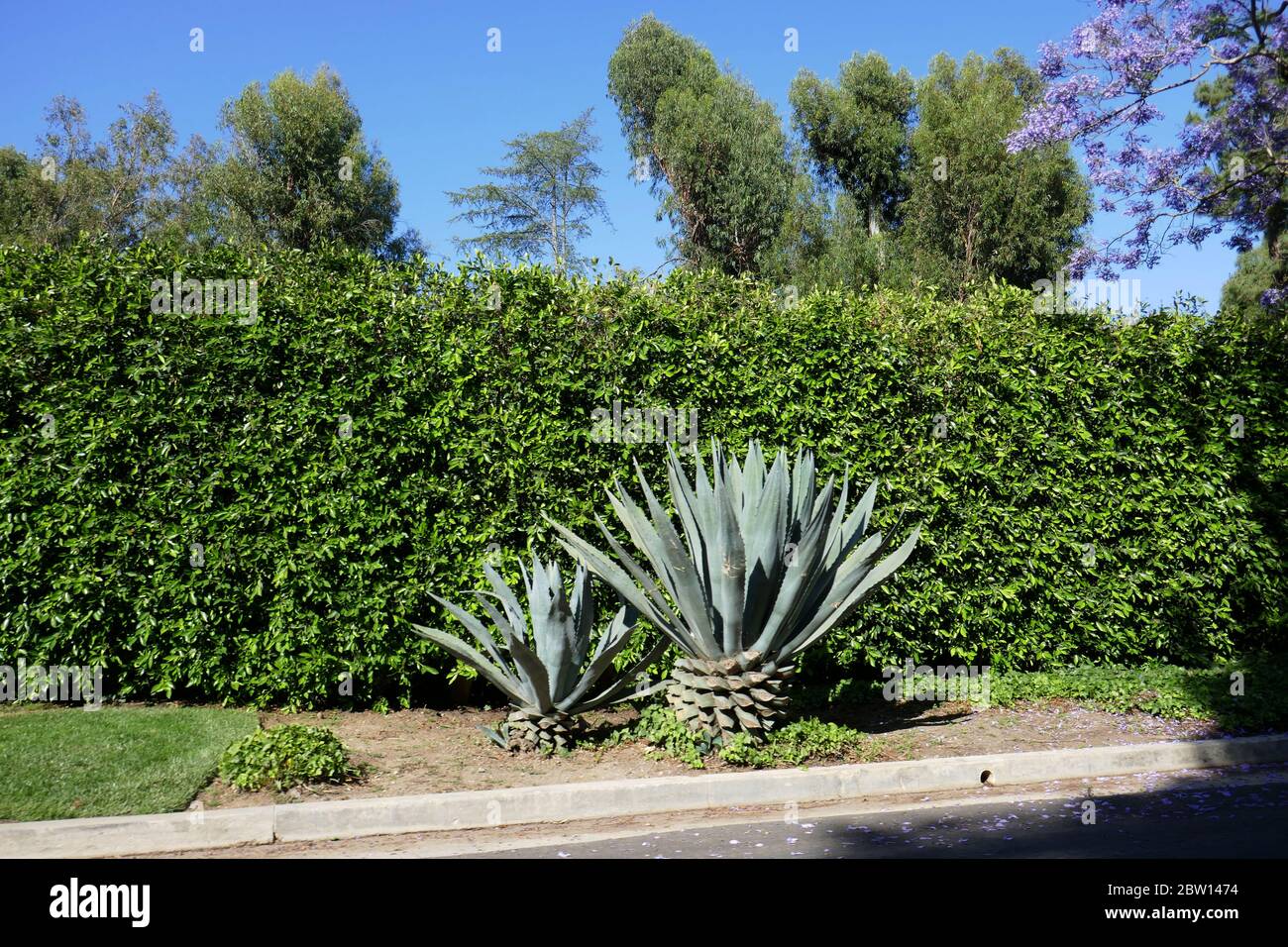 Beverly Hills, California, USA 28th May 2020 A general view of ...