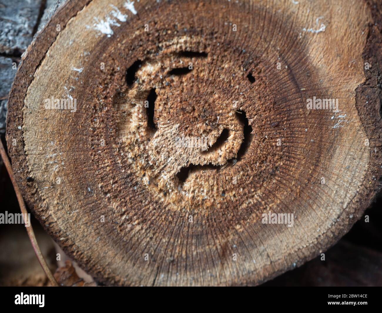 chopped up wood on the ground Stock Photo - Alamy