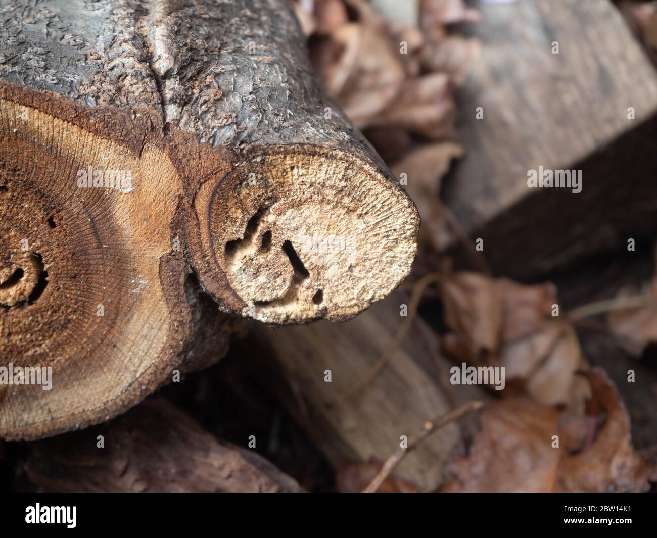 chopped up wood on the ground Stock Photo - Alamy