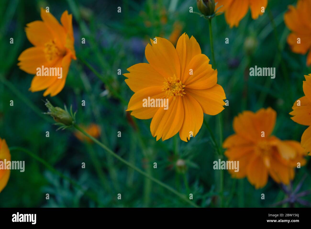 Cosmos sulphureus is also known as sulfur cosmos and yellow cosmos ...