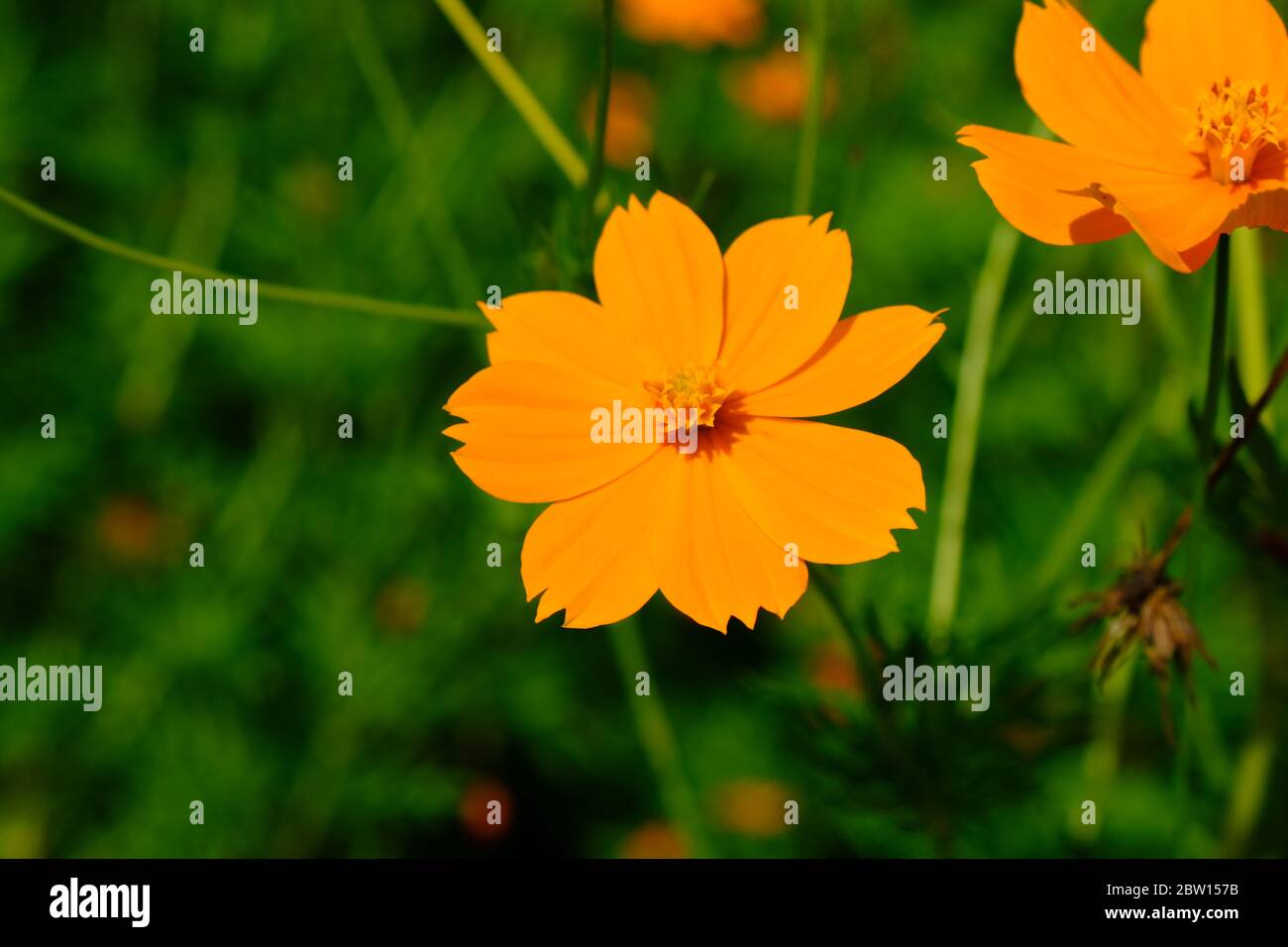 Cosmos sulphureus is also known as sulfur cosmos and yellow cosmos ...