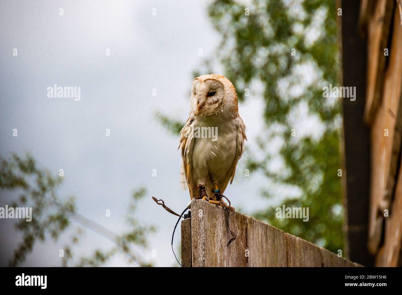Millie the barn own in a falconry display at Mary Arden’s Farm in ...