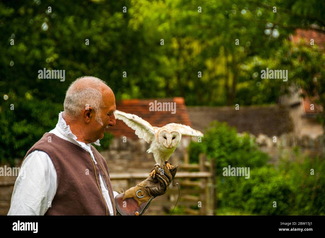 Millie the barn own in a falconry display at Mary Arden’s Farm in ...