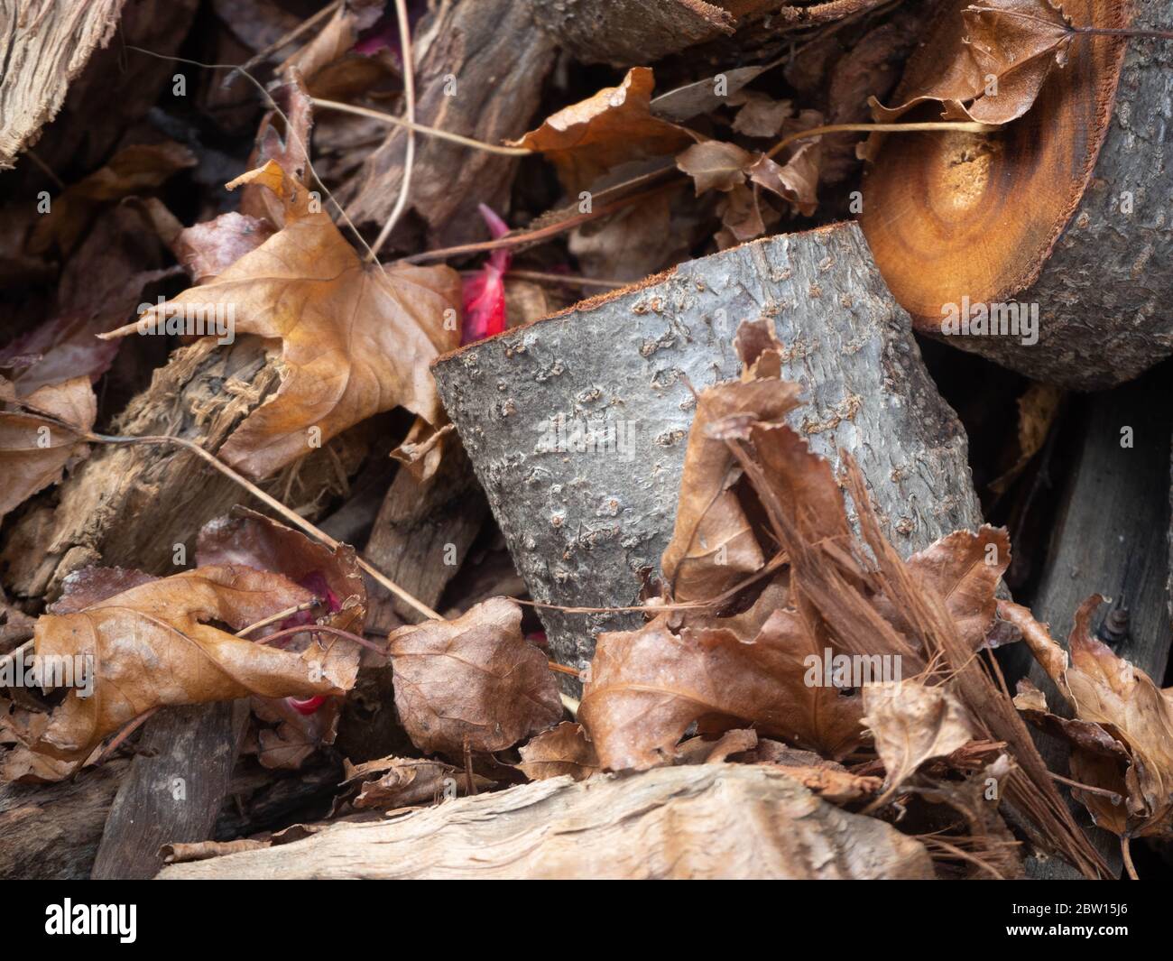 chopped up wood on the ground Stock Photo - Alamy