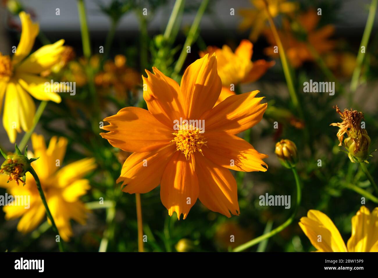 Cosmos sulphureus is also known as sulfur cosmos and yellow cosmos ...