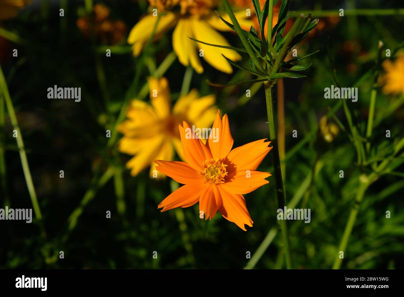Cosmos sulphureus is also known as sulfur cosmos and yellow cosmos ...