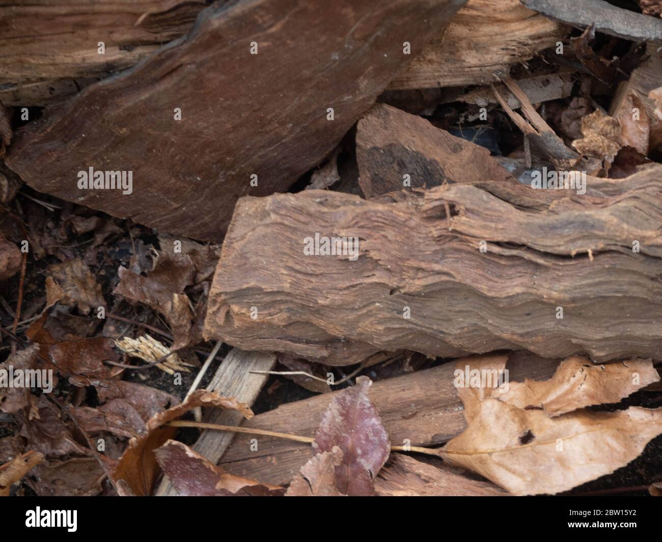 chopped up wood on the ground Stock Photo - Alamy