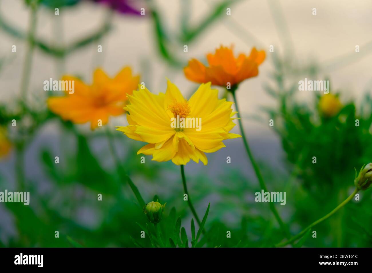 Cosmos sulphureus is also known as sulfur cosmos and yellow cosmos ...