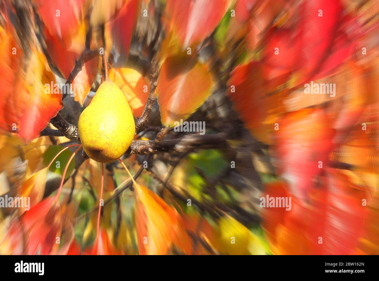 Pear tree leaves hi-res stock photography and images - Alamy