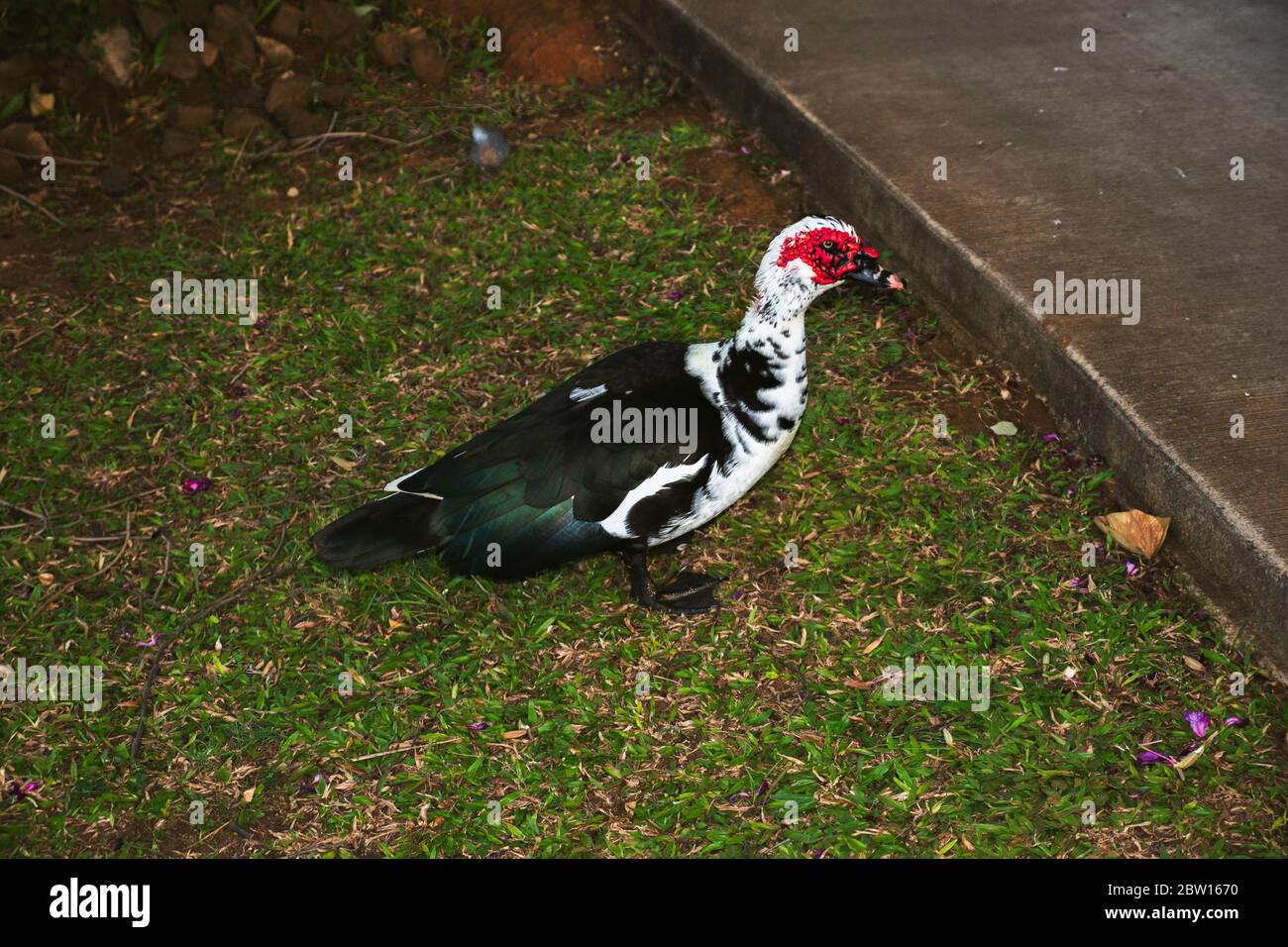 Turkey bird, Kauai Hawaii USA Stock Photo - Alamy