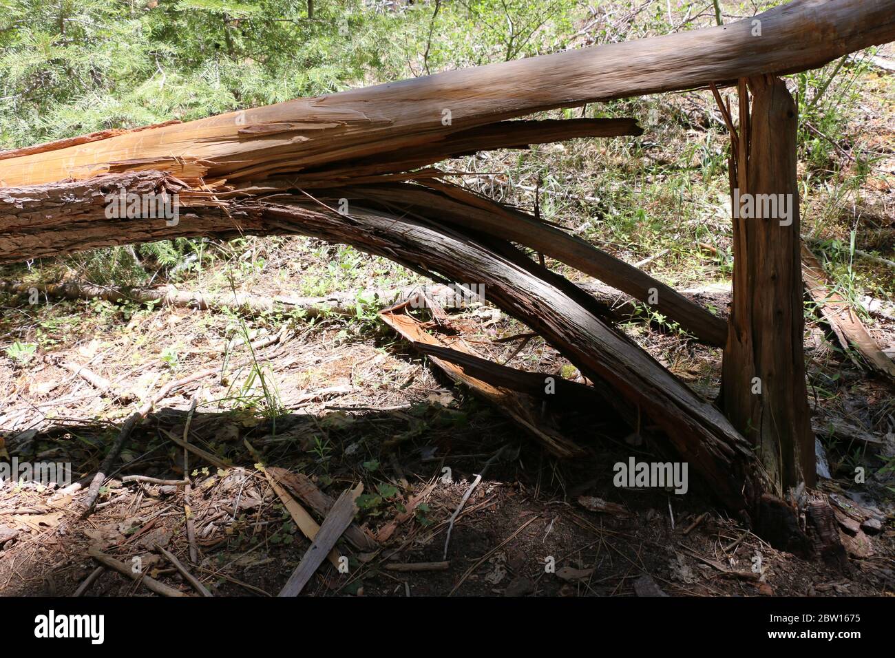 Fall tree creates a triangle with the split wood Stock Photo - Alamy