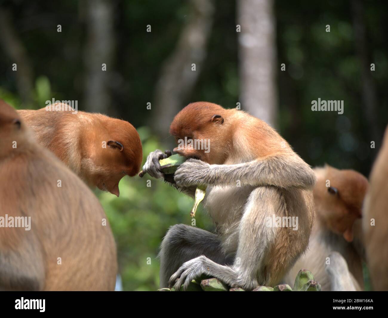 Proboscis monkey is eating bananas Stock Photo - Alamy